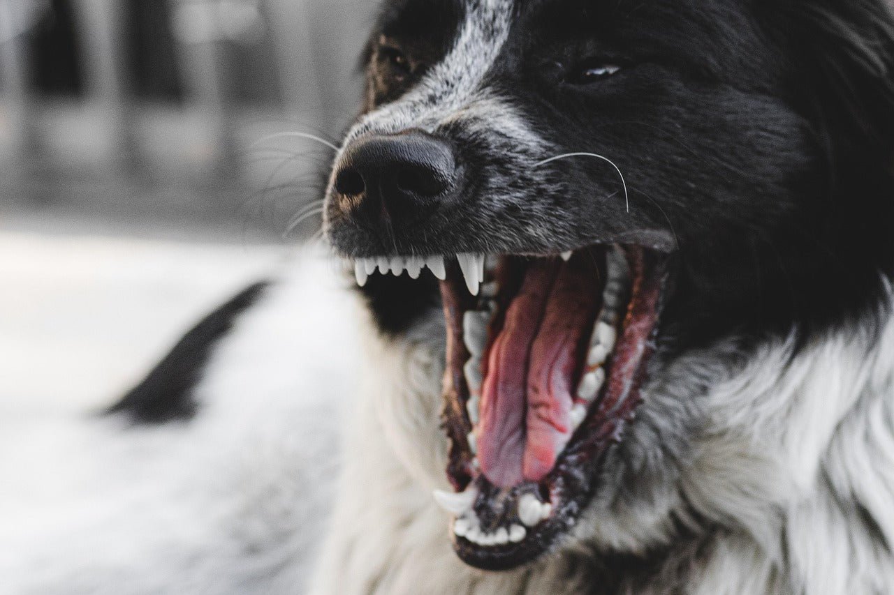 What Counts as a Provoked Dog Bite