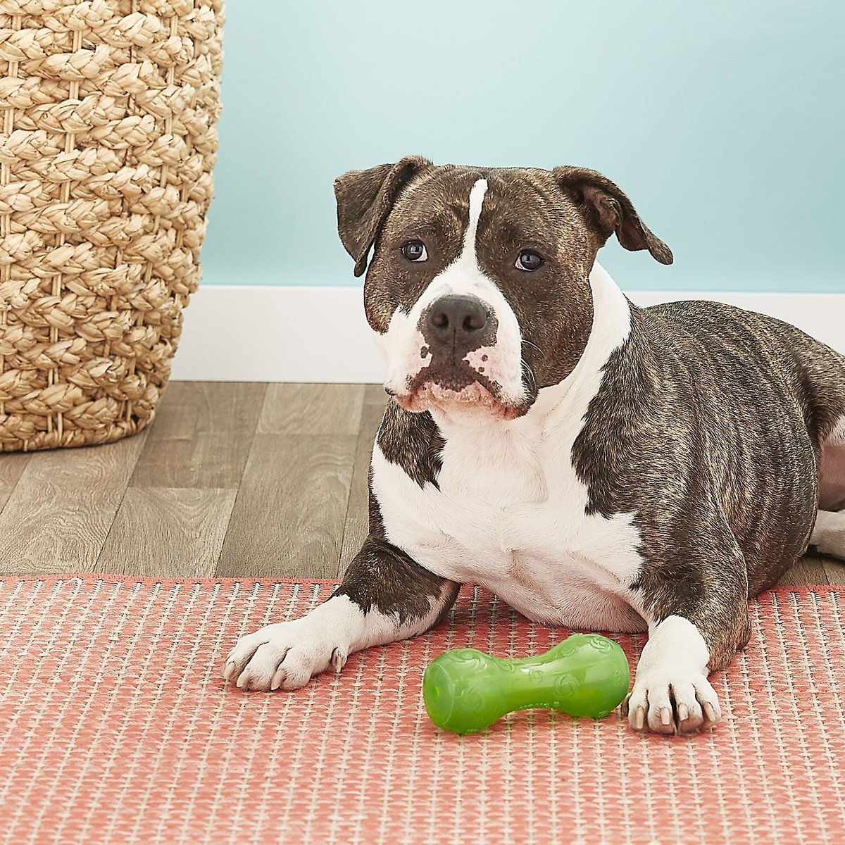 Kong Squeezz Squeak Dumbbell: Small • Choose Color